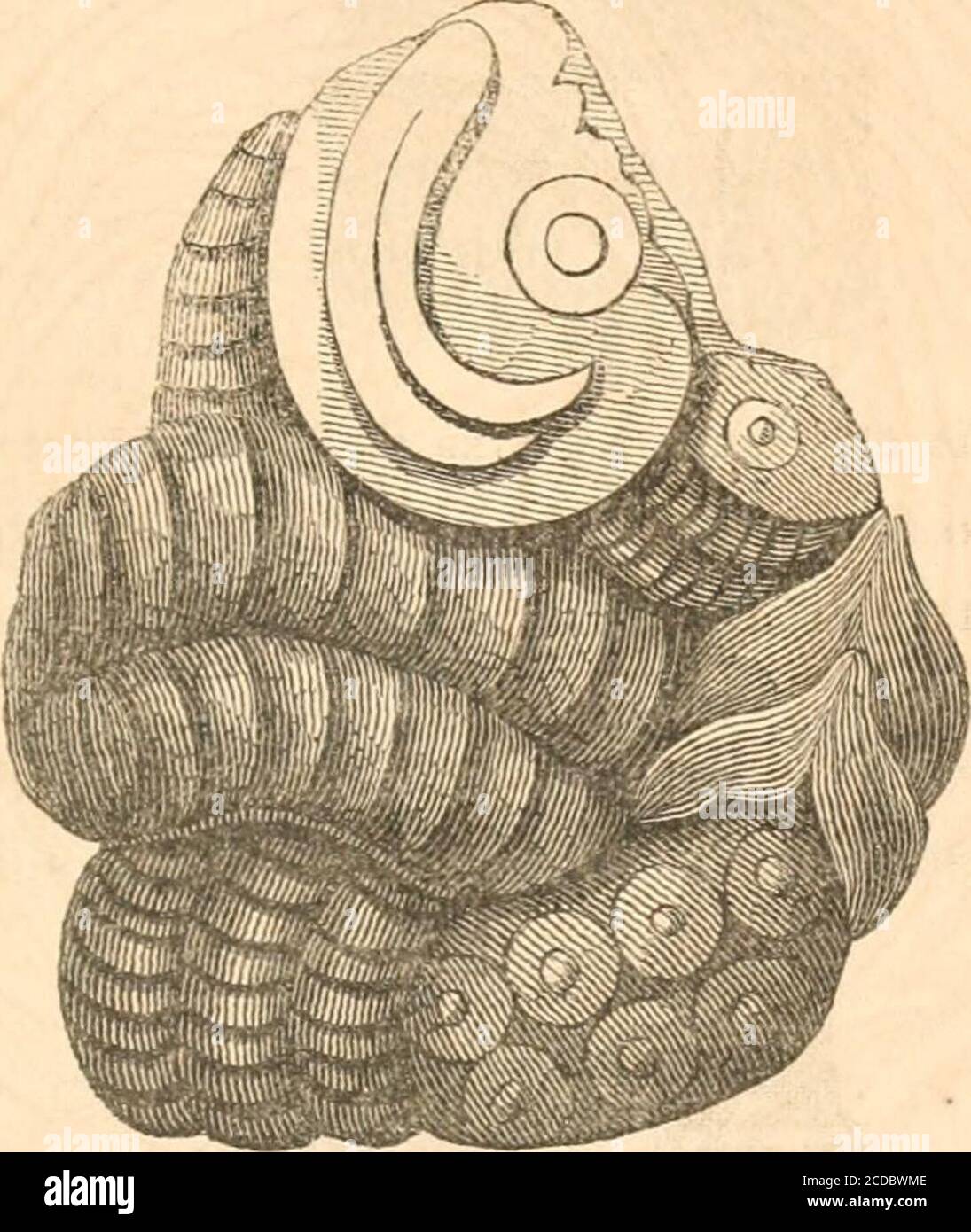 The serpent symbol, and the worship of the reciprocal principles of ...