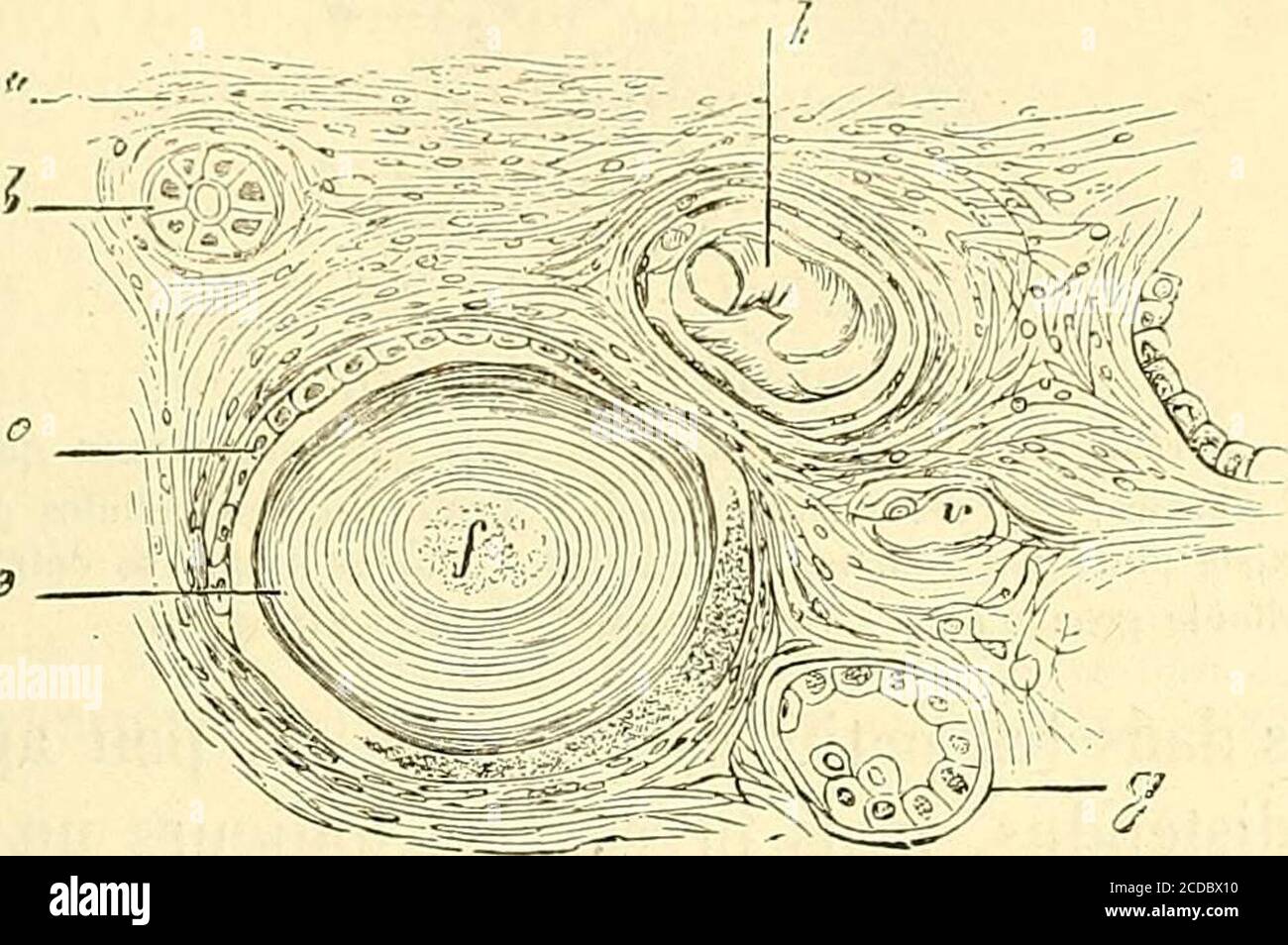 Section longitudinale hi-res stock photography and images - Alamy