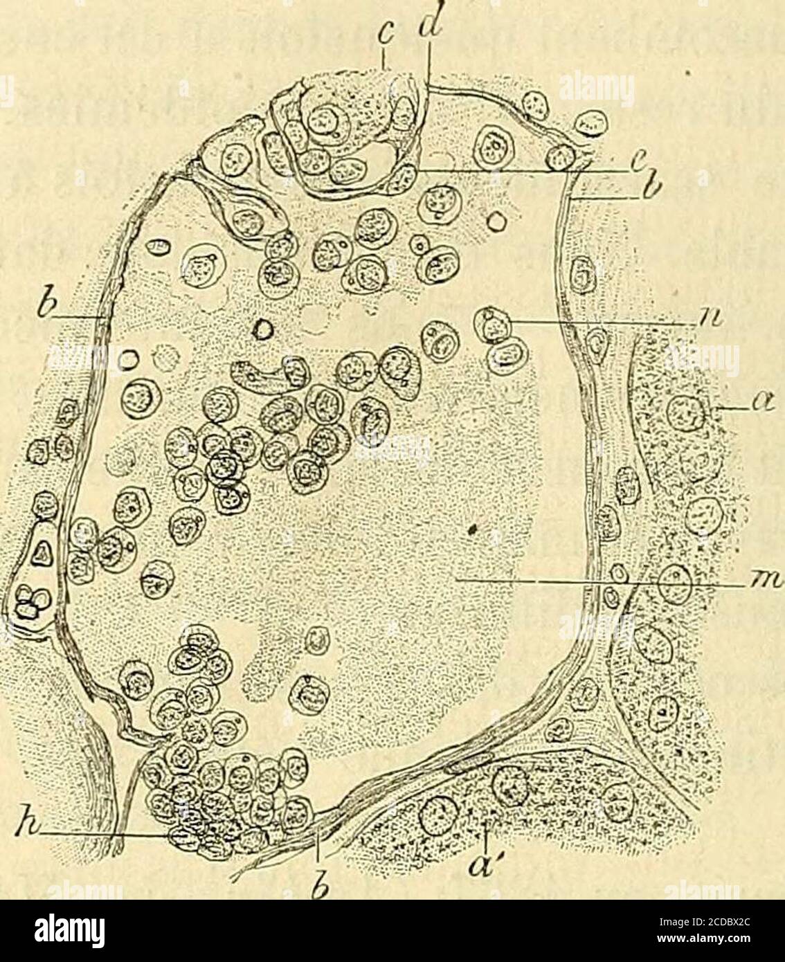 . Manuel d'histologie experimentale . r des cellules rondes. Les glo ...
