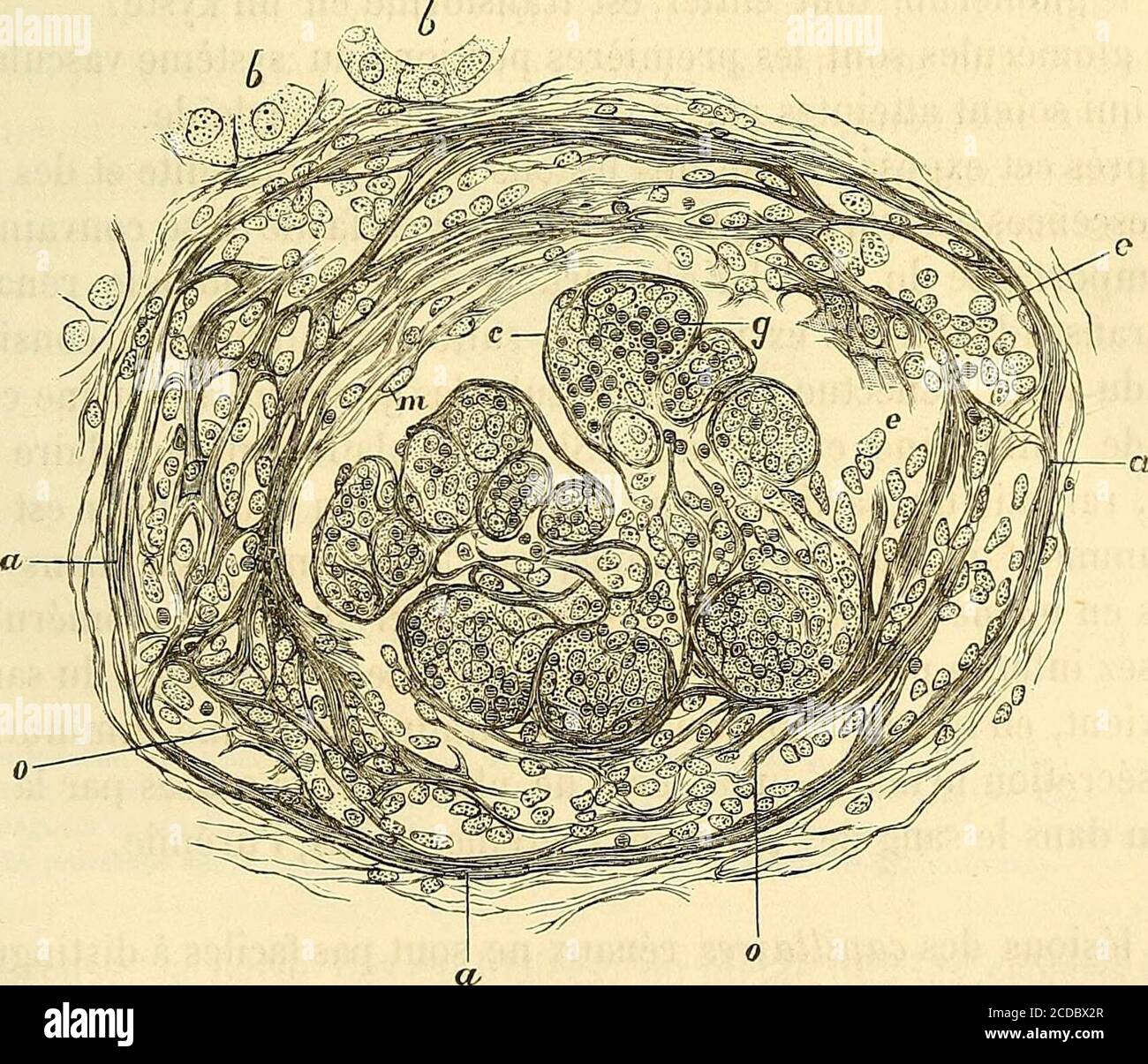 Globules rouges hi-res stock photography and images - Alamy