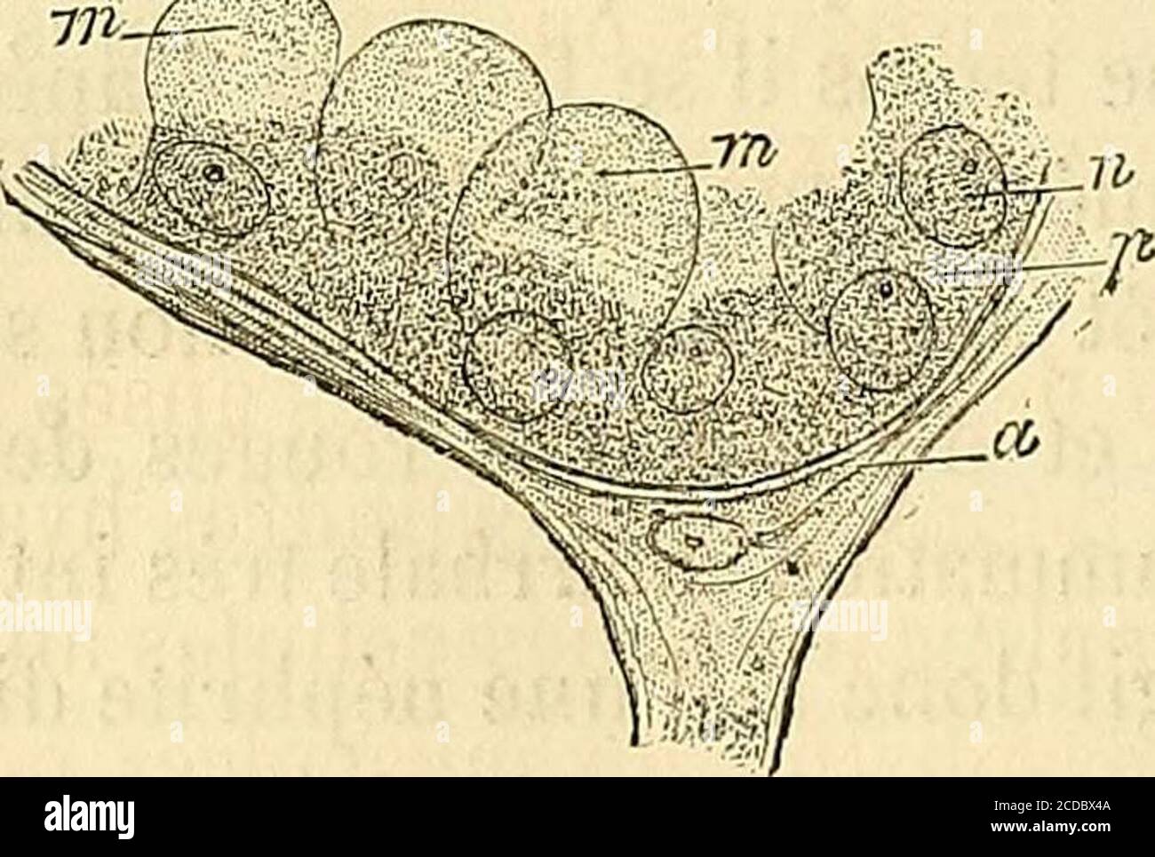 Globules rouges hi-res stock photography and images - Alamy