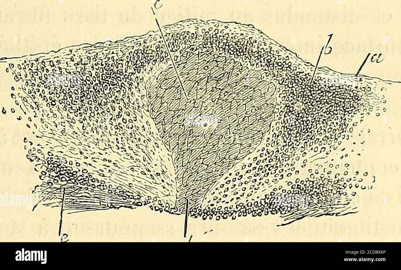 . Manuel d'histologie experimentale . ules, aspect que présentent alors ...