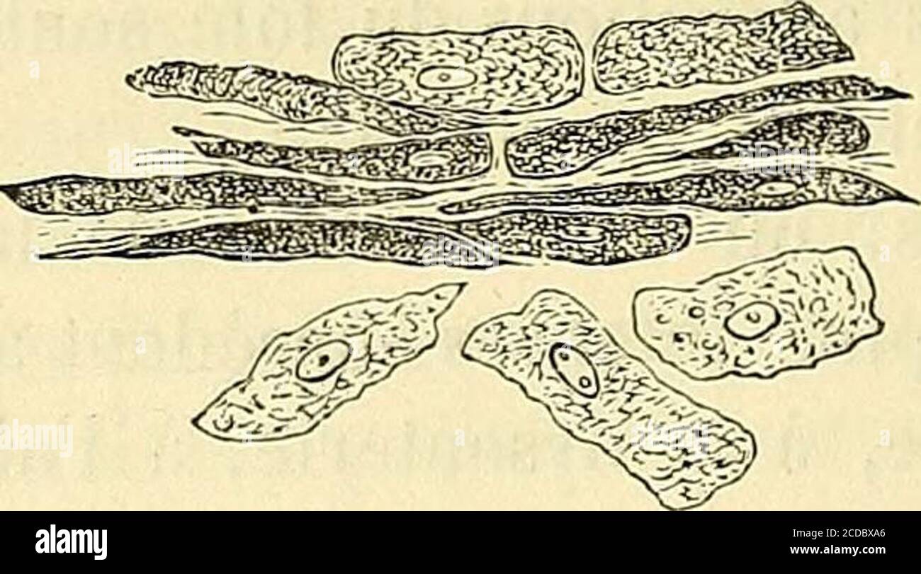 . Manuel d'histologie experimentale . ue leur proto-plasma granuleux ...