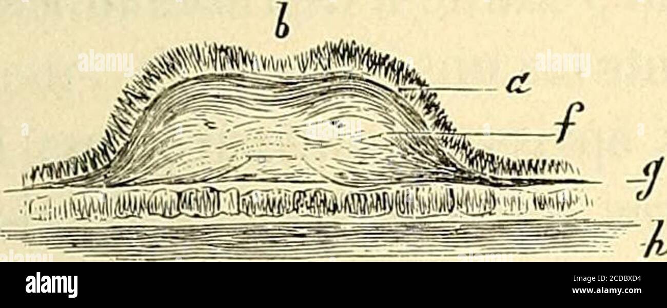 Tissu conjonctif muqueux hi-res stock photography and images - Alamy