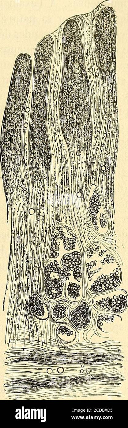 Membrane muqueuse hi-res stock photography and images - Alamy