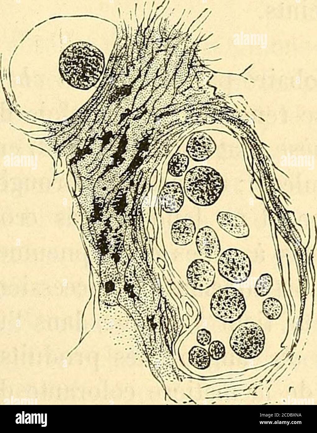 . Manuel d'histologie experimentale . Fis. CO. — Section du poumon ...