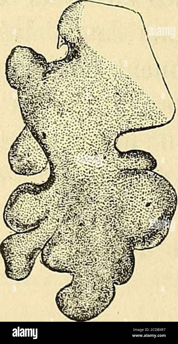 . Manuel d'histologie experimentale . ai-rement à une surface de ...