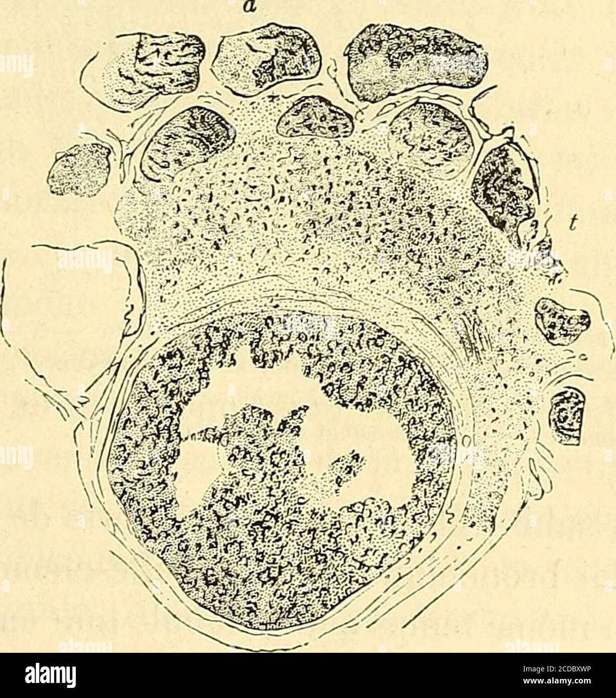 . Manuel d'histologie experimentale . FiG. 36. — Inilanimation des ...