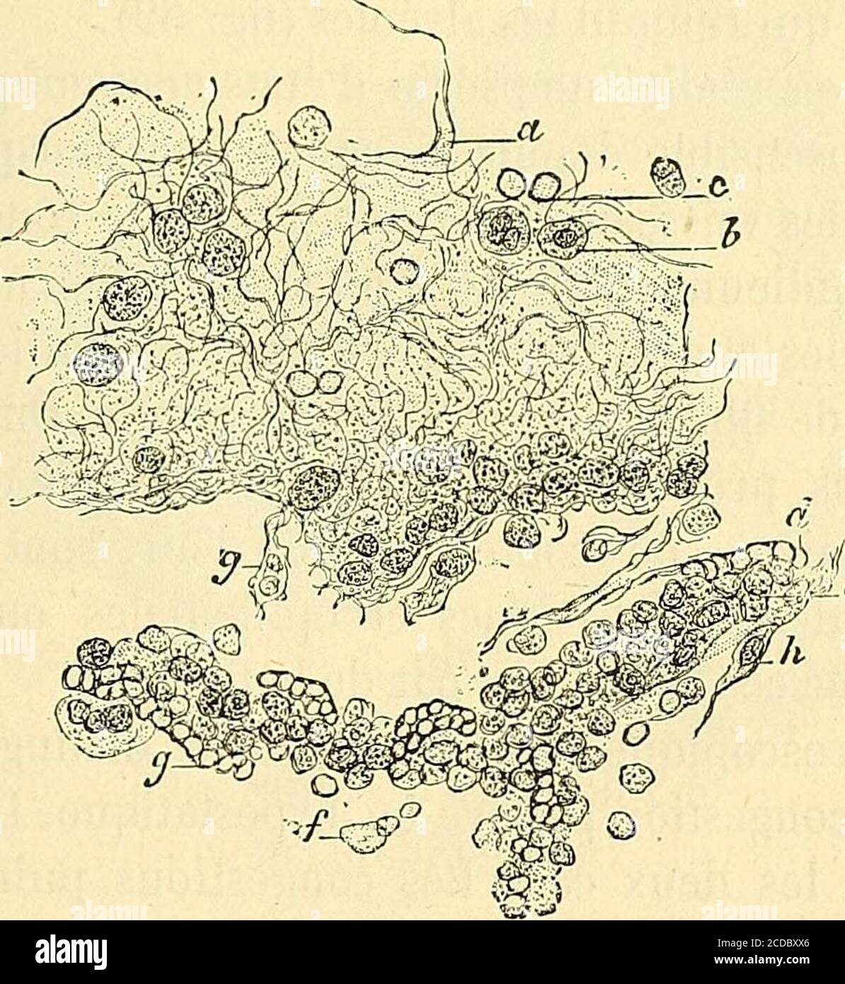 Des globules rouges hi-res stock photography and images - Alamy