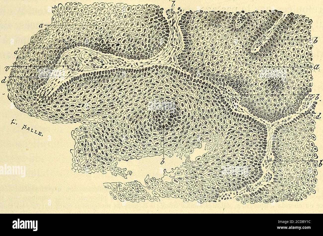 Cellules de la joue hi-res stock photography and images - Alamy
