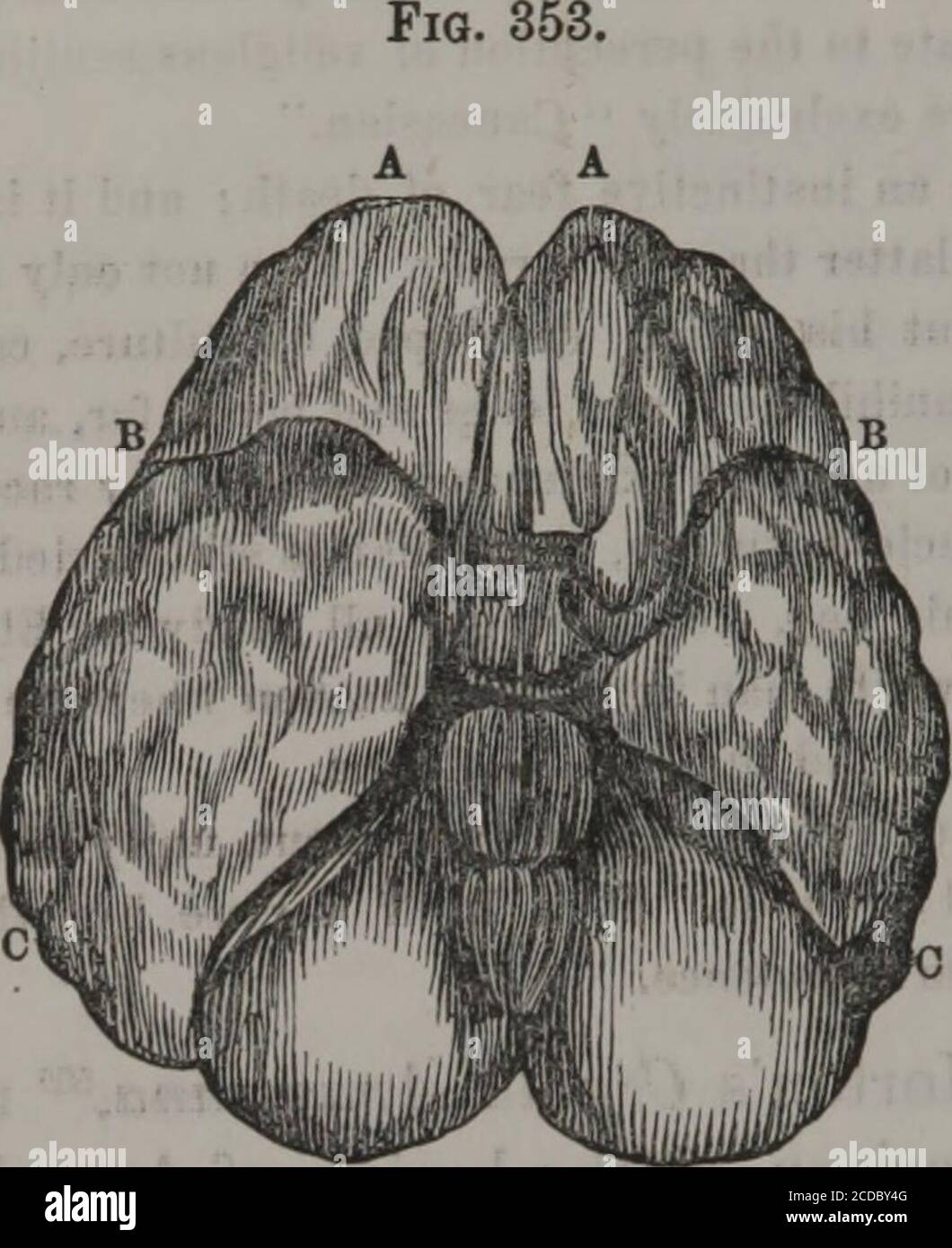 Anatomy brain drawings hi-res stock photography and images - Alamy