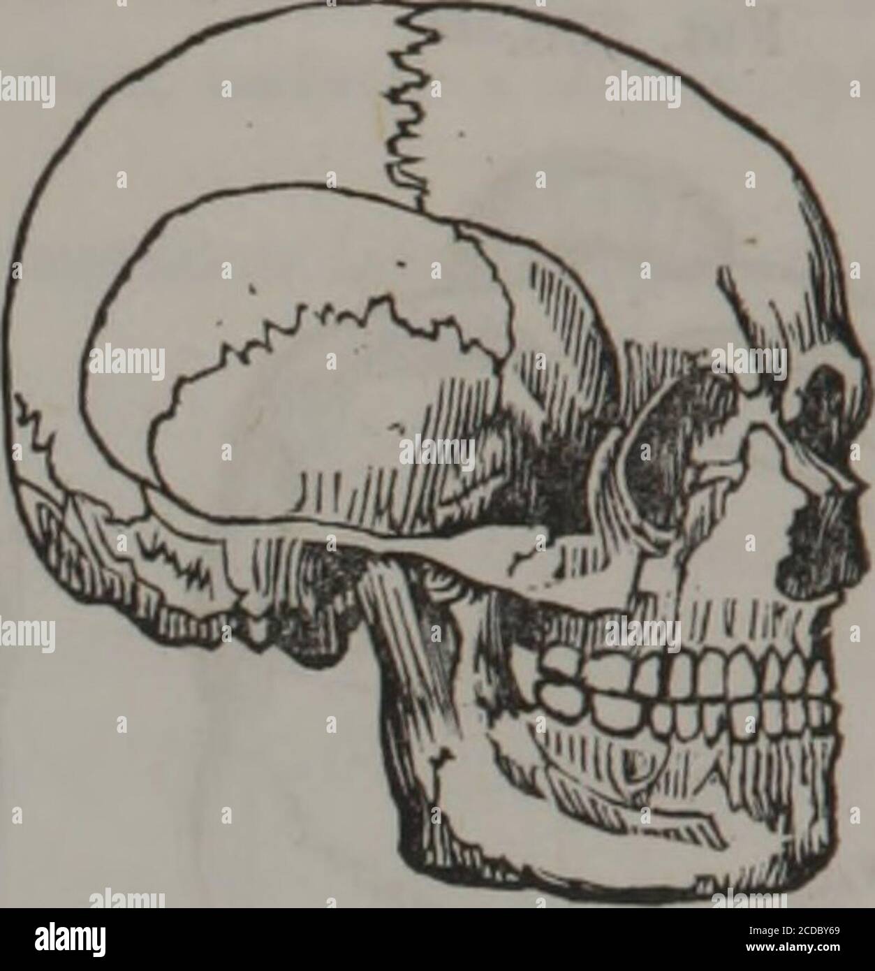 . Types of mankind : or ethnological researches, based upon the ancient ...