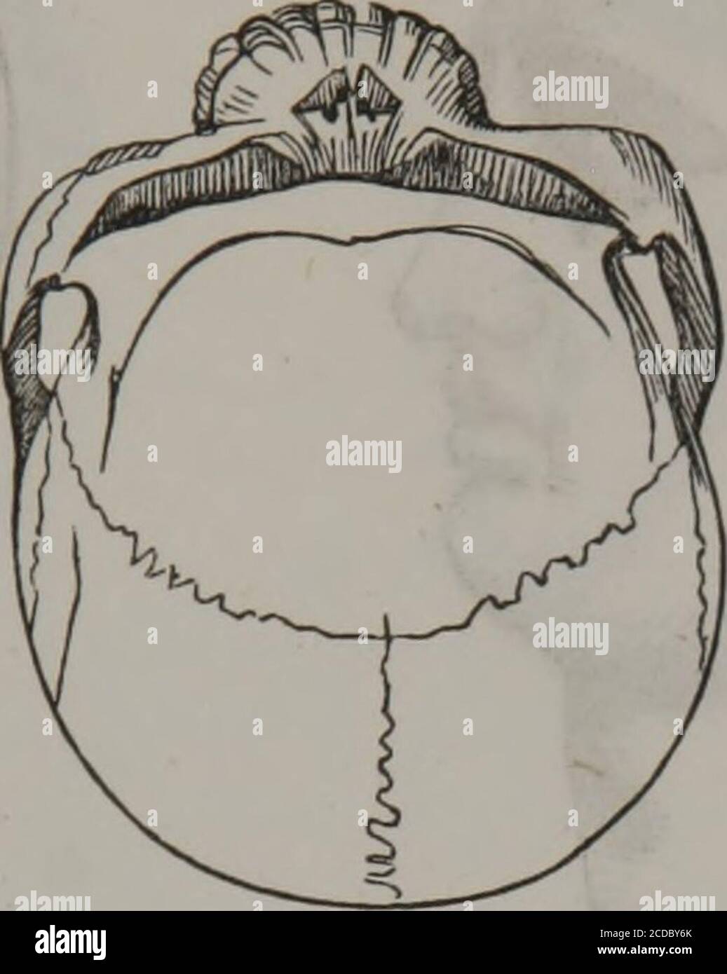 . Types of mankind : or ethnological researches, based upon the ancient ...