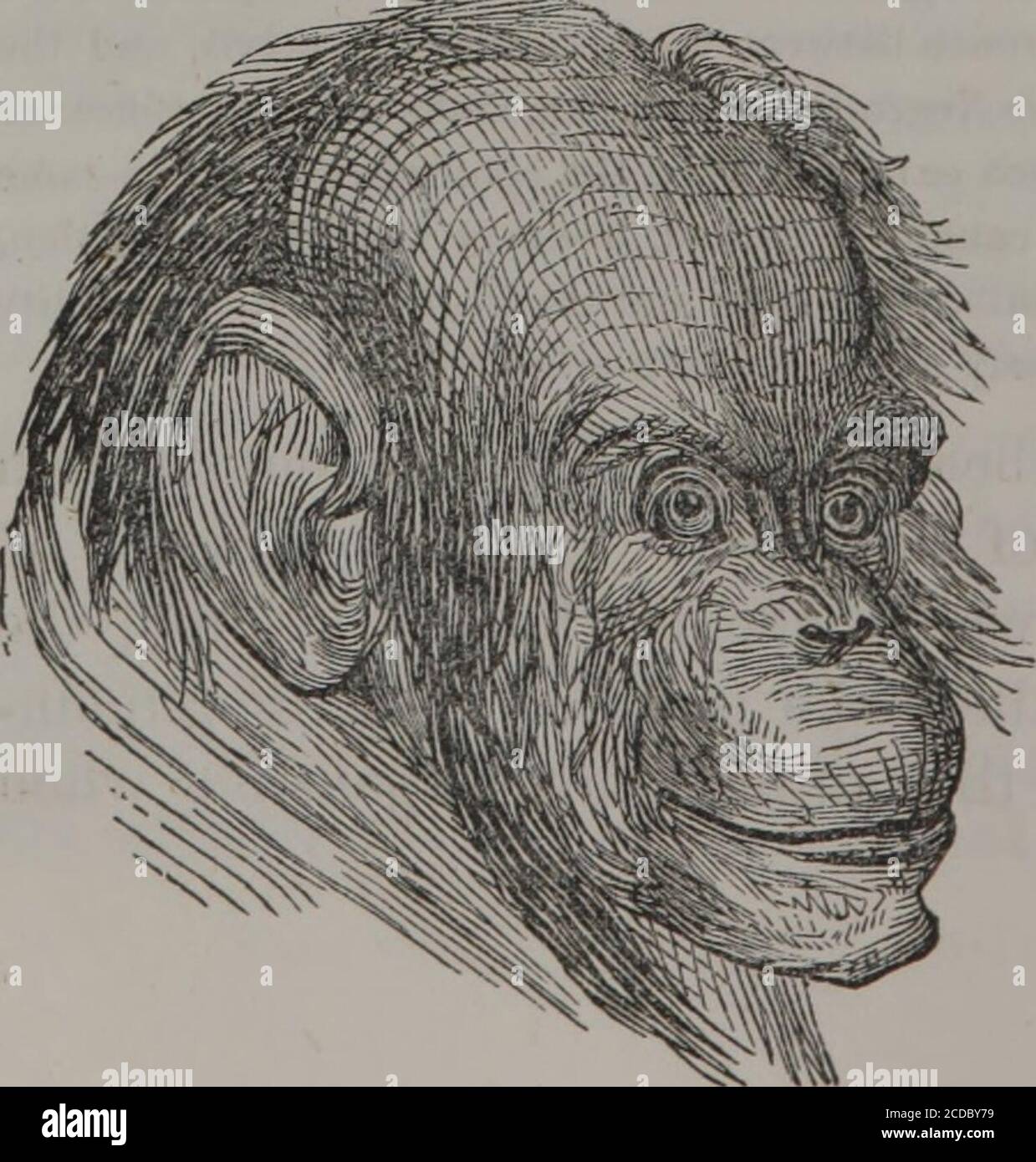 . Types of mankind : or ethnological researches, based upon the ancient ...