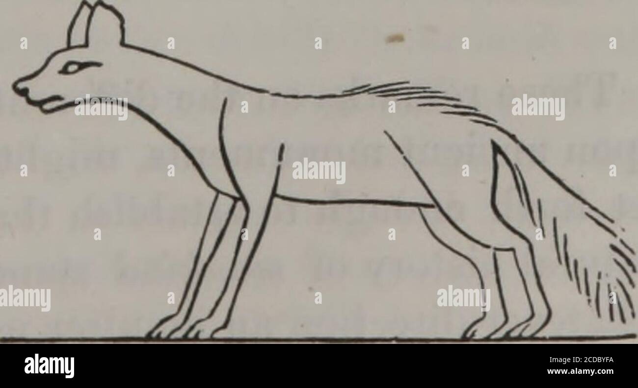 Types of wolves hi-res stock photography and images - Alamy