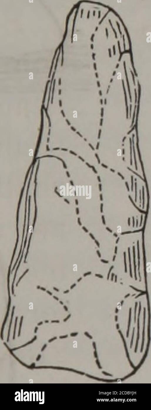 Types of mankind hi-res stock photography and images - Alamy