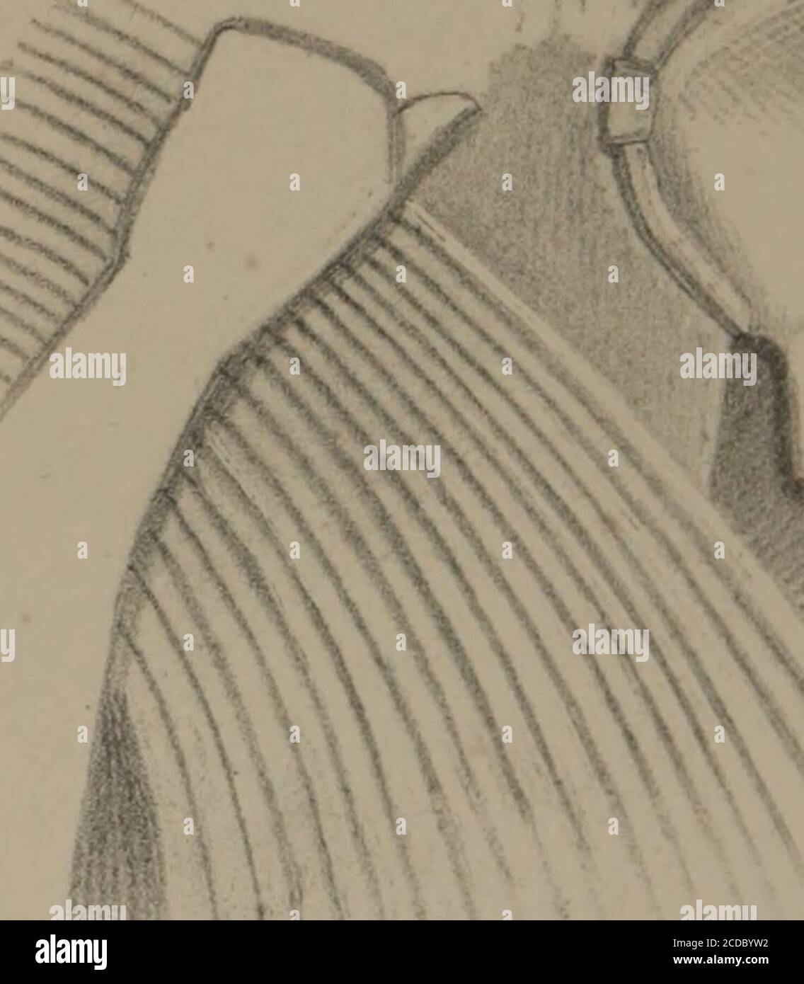 Types of mankind hi-res stock photography and images - Alamy