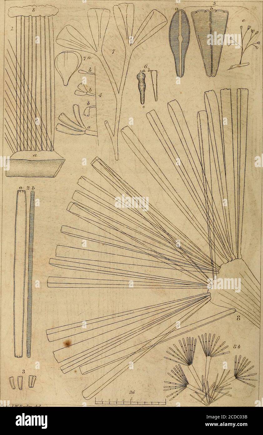 Dictyocha fibula hi-res stock photography and images - Alamy