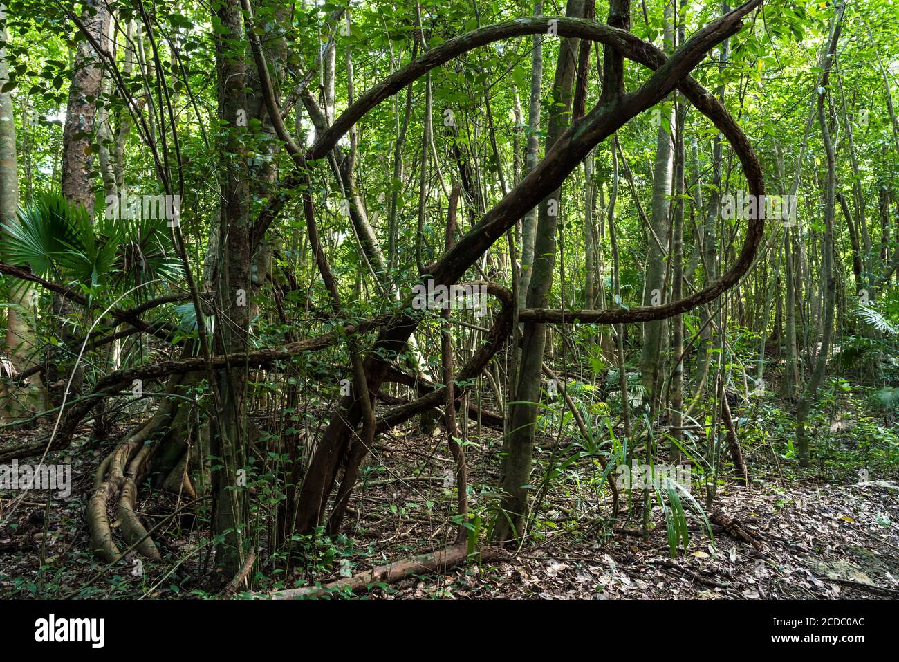 Vines In The Tropical Rainforest Are Vines Taking Over The World?