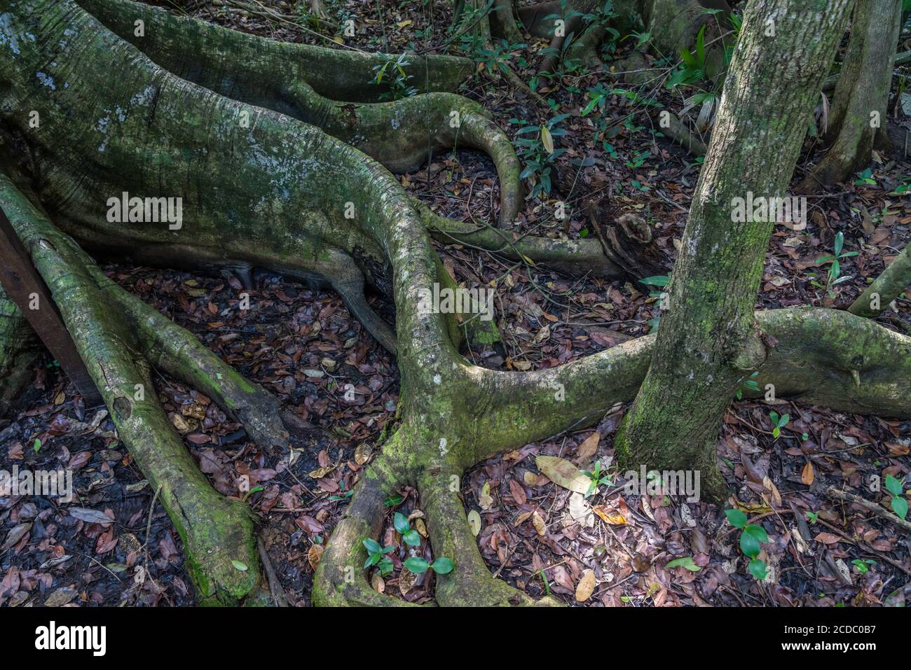 Buttress tree roots in the tropical rainforest in the Sian Ka'an UNESCO ...