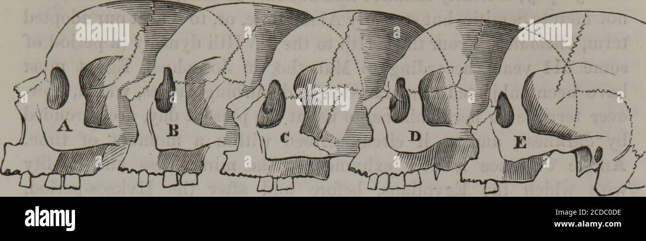 Types of arabs hi-res stock photography and images - Alamy