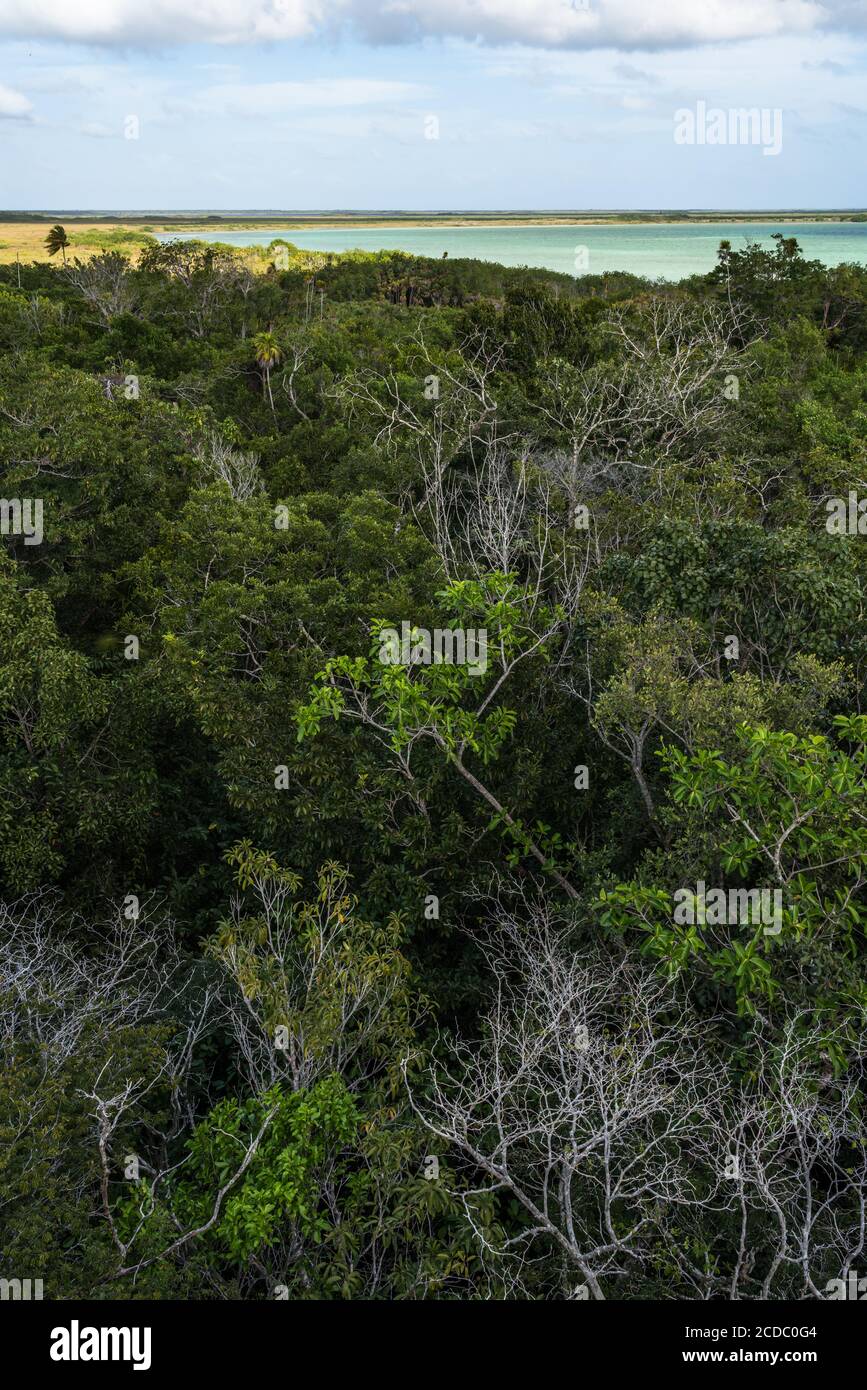 The view of the Muyil Lagoon and the forest from the wooden observation ...