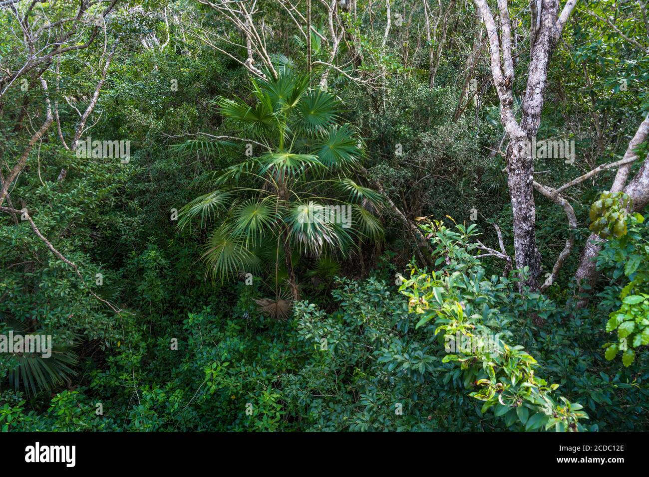 The view of the forest from the wooden observation tower in the ...