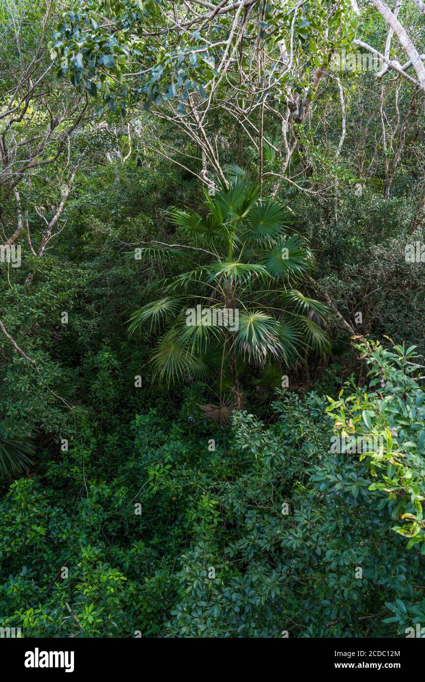 The view of the forest from the wooden observation tower in the ...
