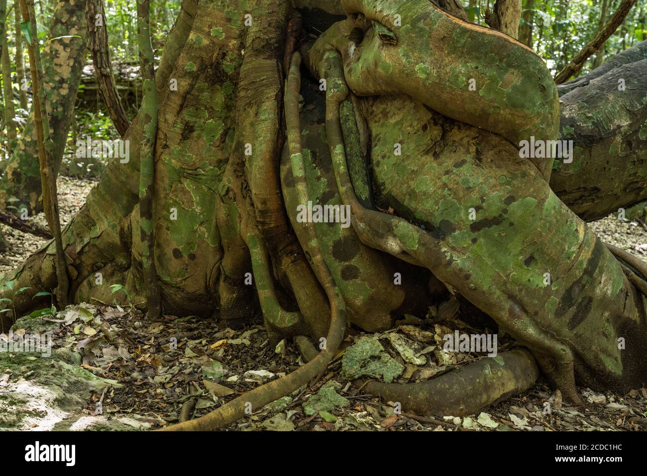 Buttress tree roots in the tropical rainforest in the Sian Ka'an UNESCO ...