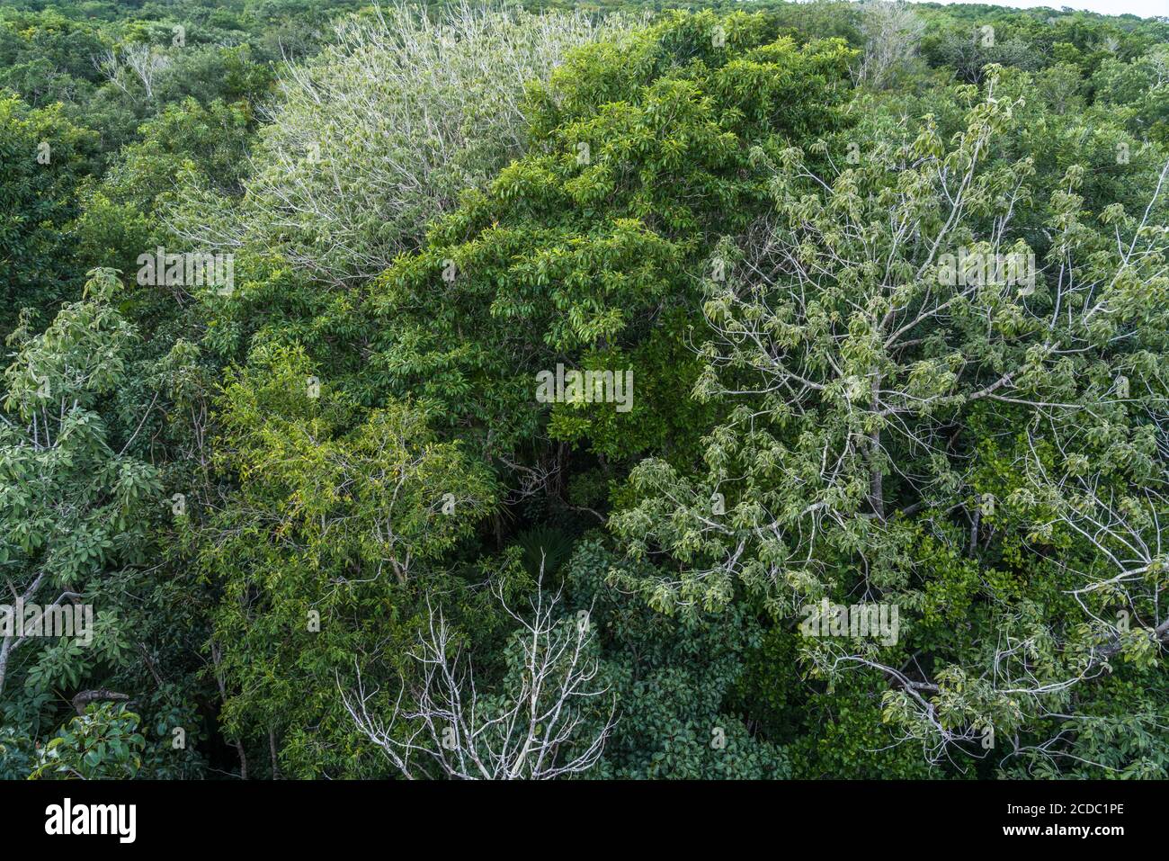 The view of the forest from the wooden observation tower in the ...