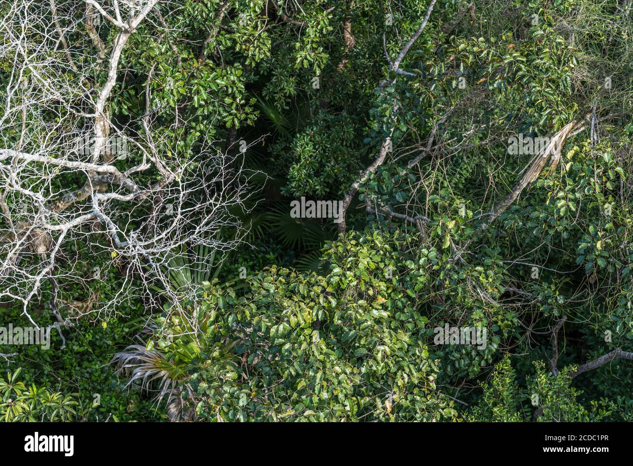 The view of the forest from the wooden observation tower in the ...