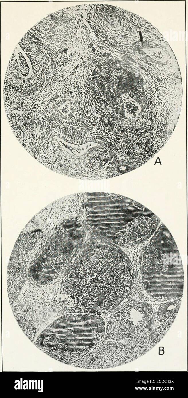 . Journal of agricultural research . Journal of Agricultural Research ...