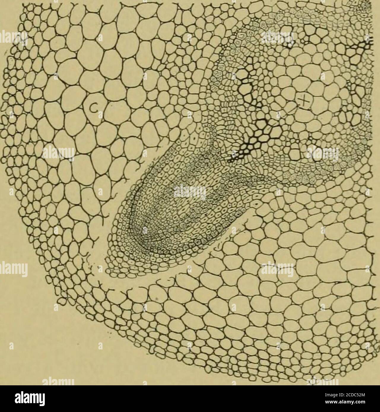 Endodermal Cells Plant Calcium In Plants: An Important Element Of Cell