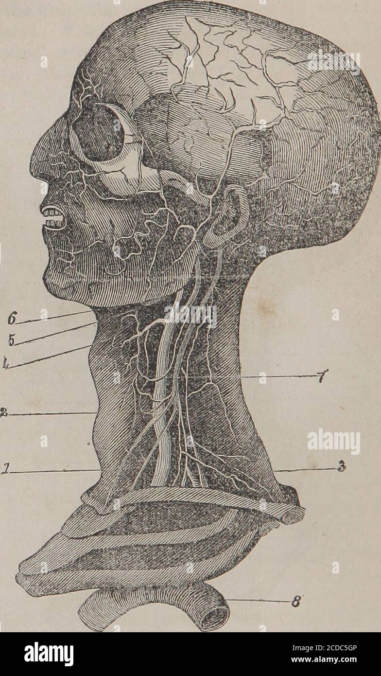 Superior labial artery hi-res stock photography and images - Alamy