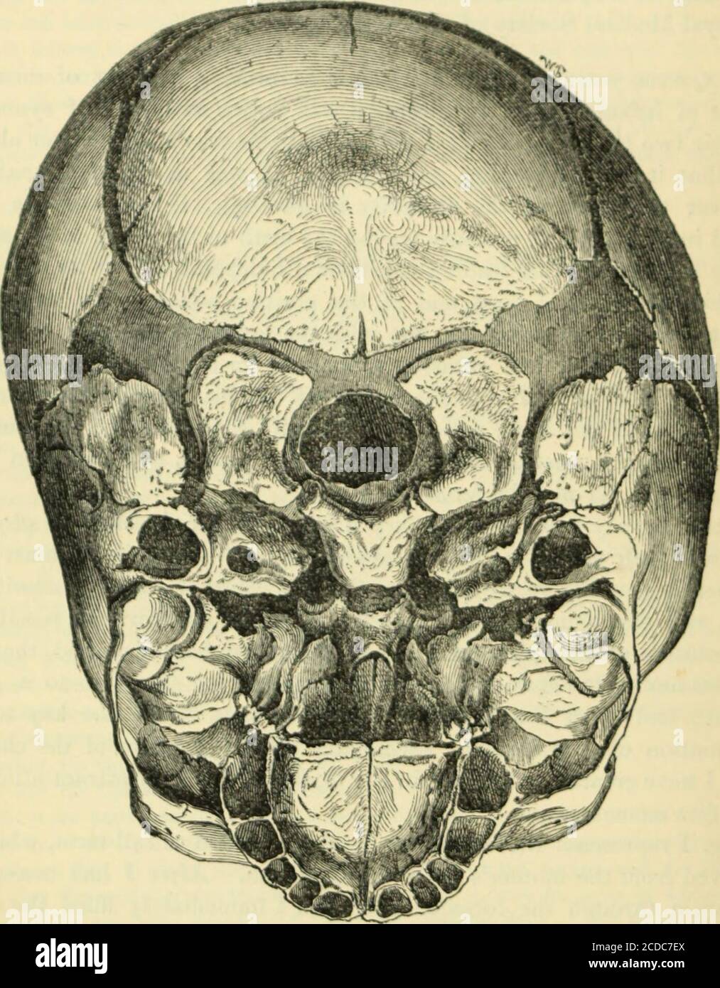 Condyloid Canal Occipital Bone