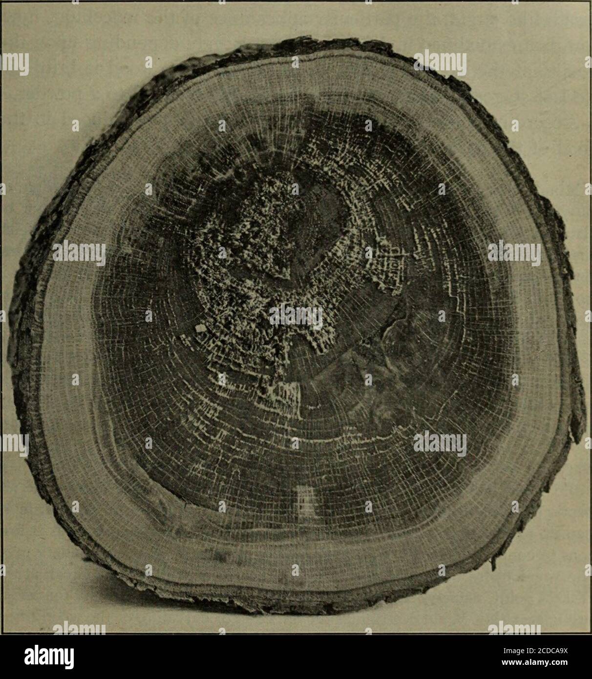 Black walnut tree roots hi-res stock photography and images - Alamy
