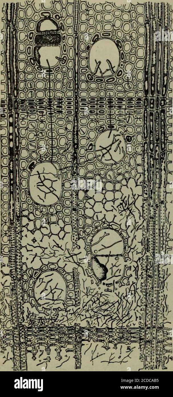 Fungous diseases of plants, with chapters on physiology, culture ...