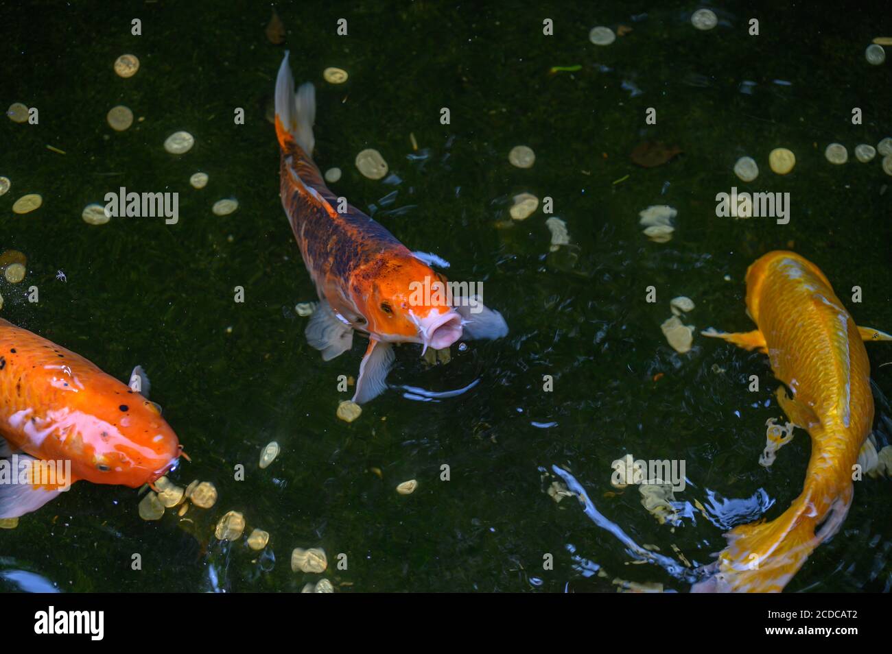 Amur carps hi-res stock photography and images - Alamy