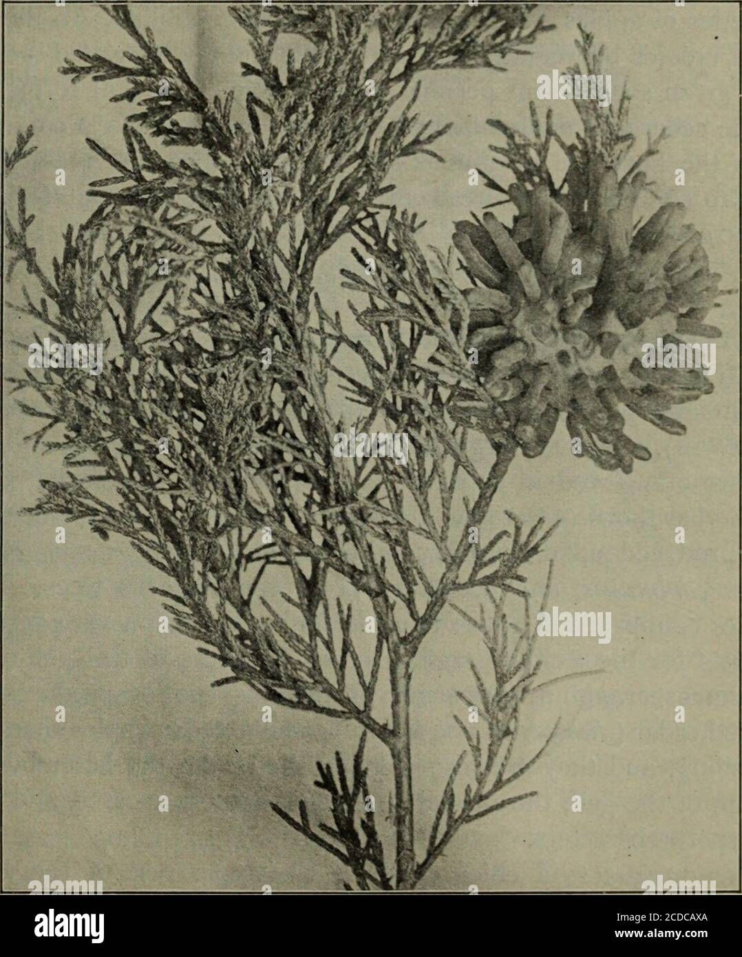 Fungous diseases of plants, with chapters on physiology, culture ...