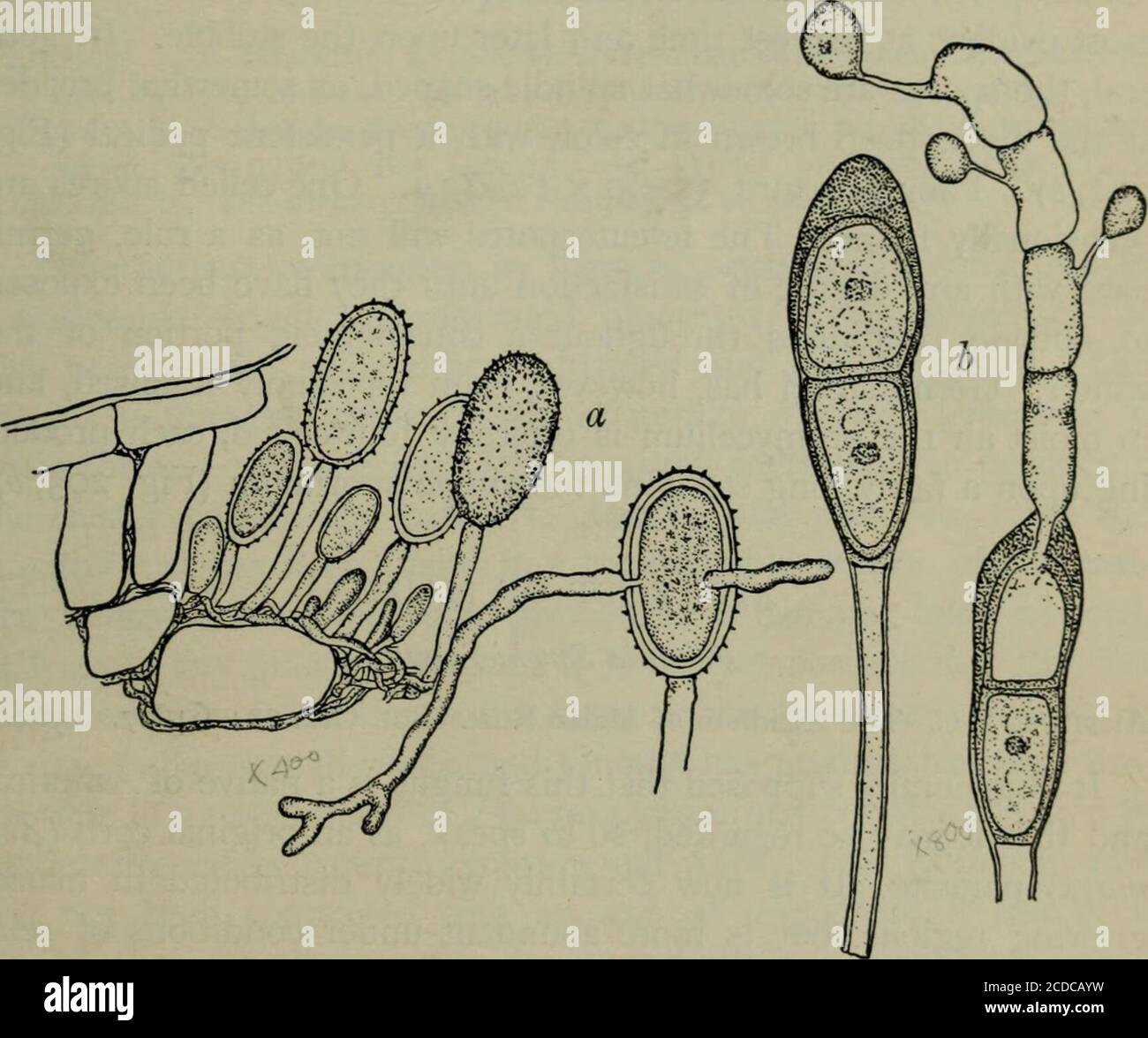 Fungous diseases of plants, with chapters on physiology, culture ...