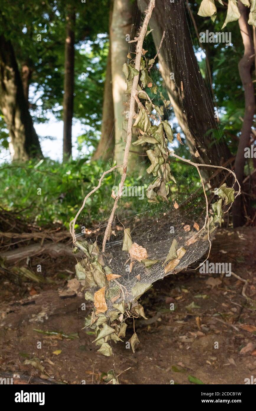 Spiderweb in summer forest, Isehara City, Kanagawa Prefecture, Japan ...