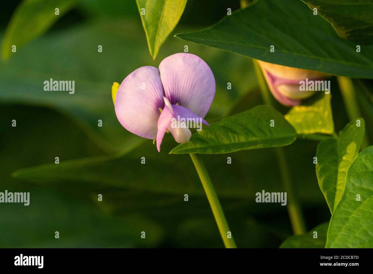 Common bean phaseolus vulgaris hi-res stock photography and images - Alamy