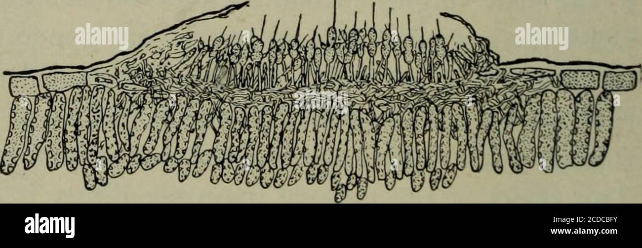 Fungous diseases of plants, with chapters on physiology, culture ...