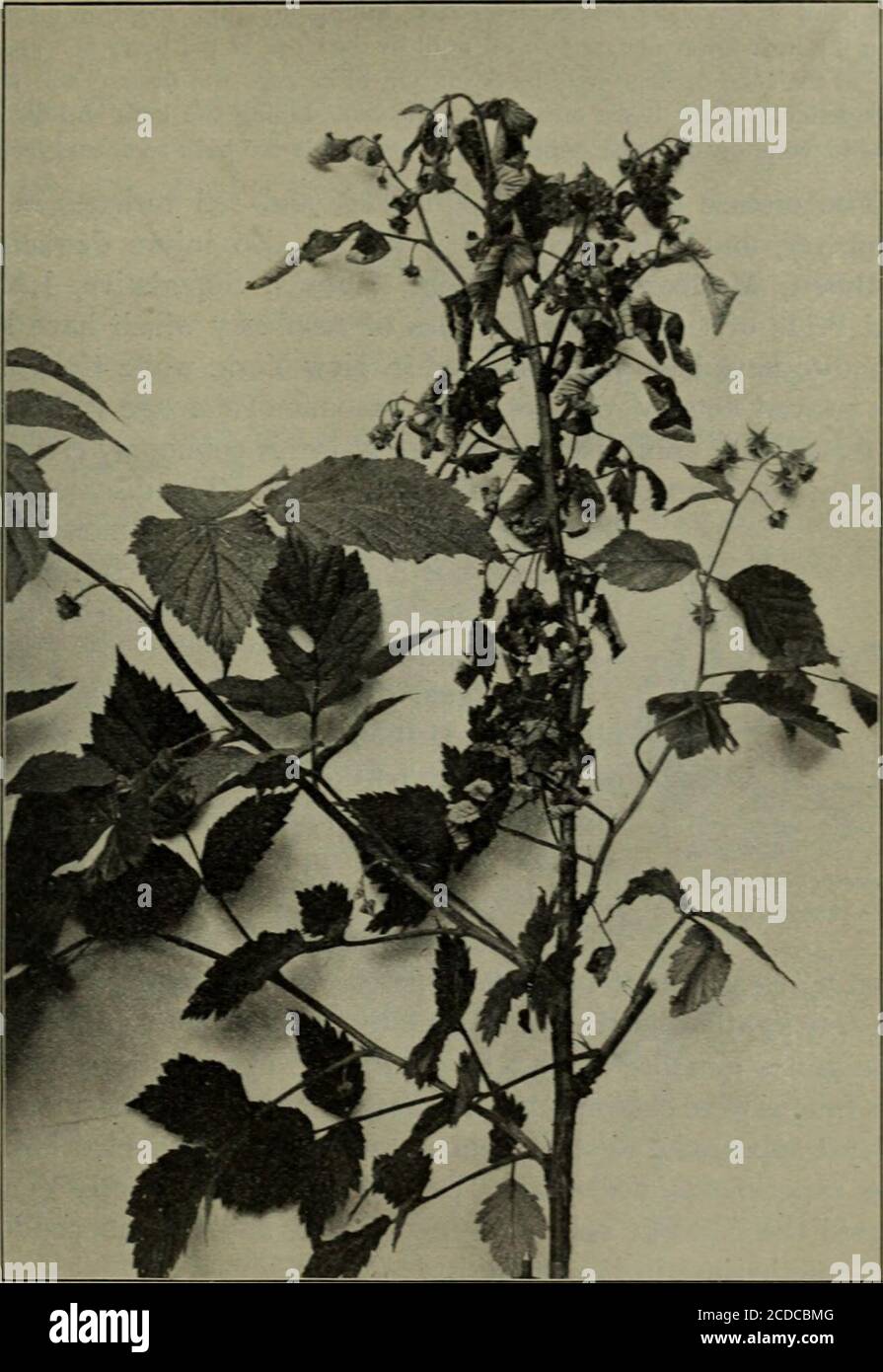 Raspberry cane blight hi-res stock photography and images - Alamy