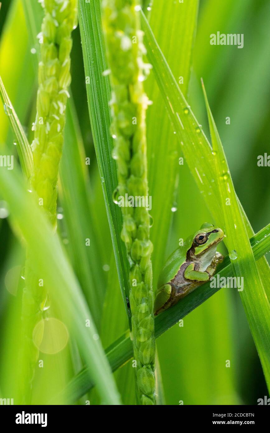 Japanese tree frog (Dryophytes japonicus), on rice plant, Isehara City ...