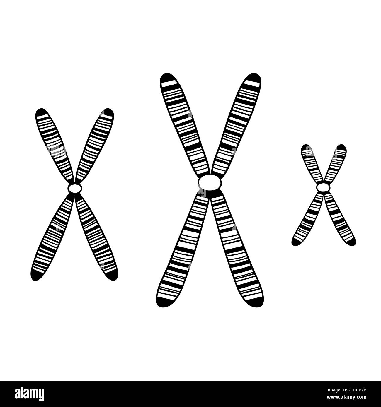 Set of striped black and white chromosomes. Vector illustration ...