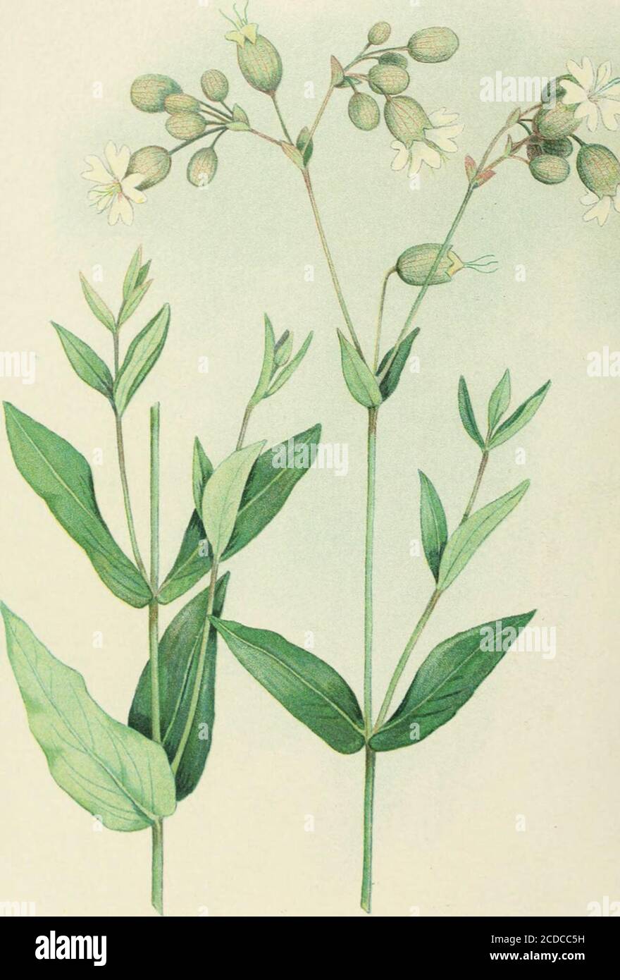 Persistent weeds hi-res stock photography and images - Alamy