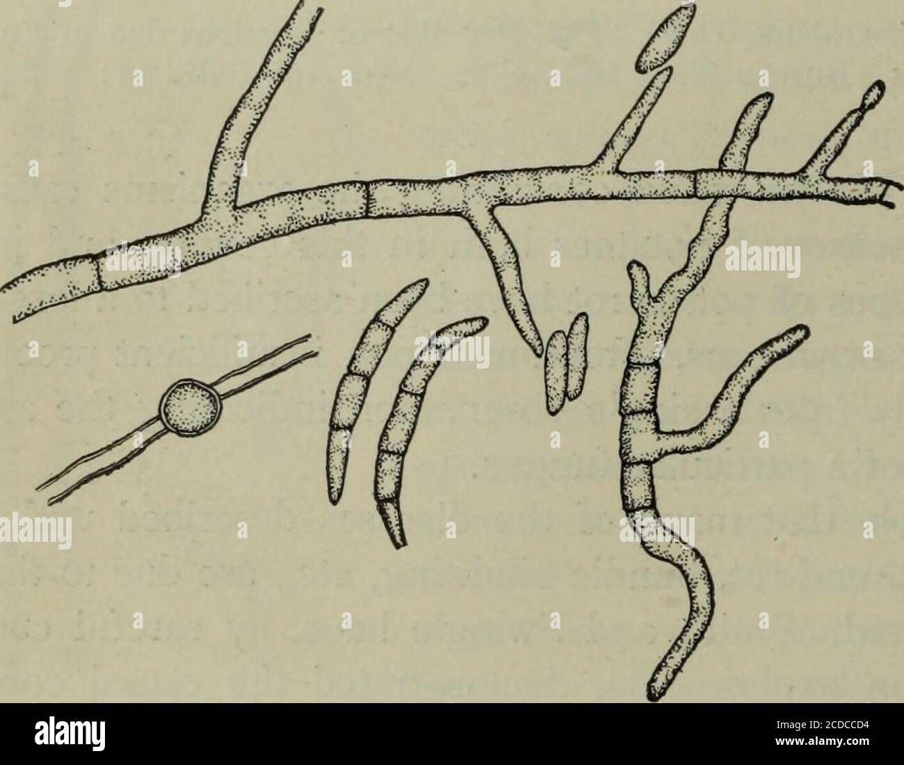 Fungous diseases of plants, with chapters on physiology, culture ...