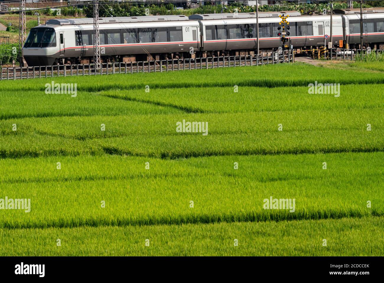 Odakyu Line passing through summer rice field in the morning, Isehara ...