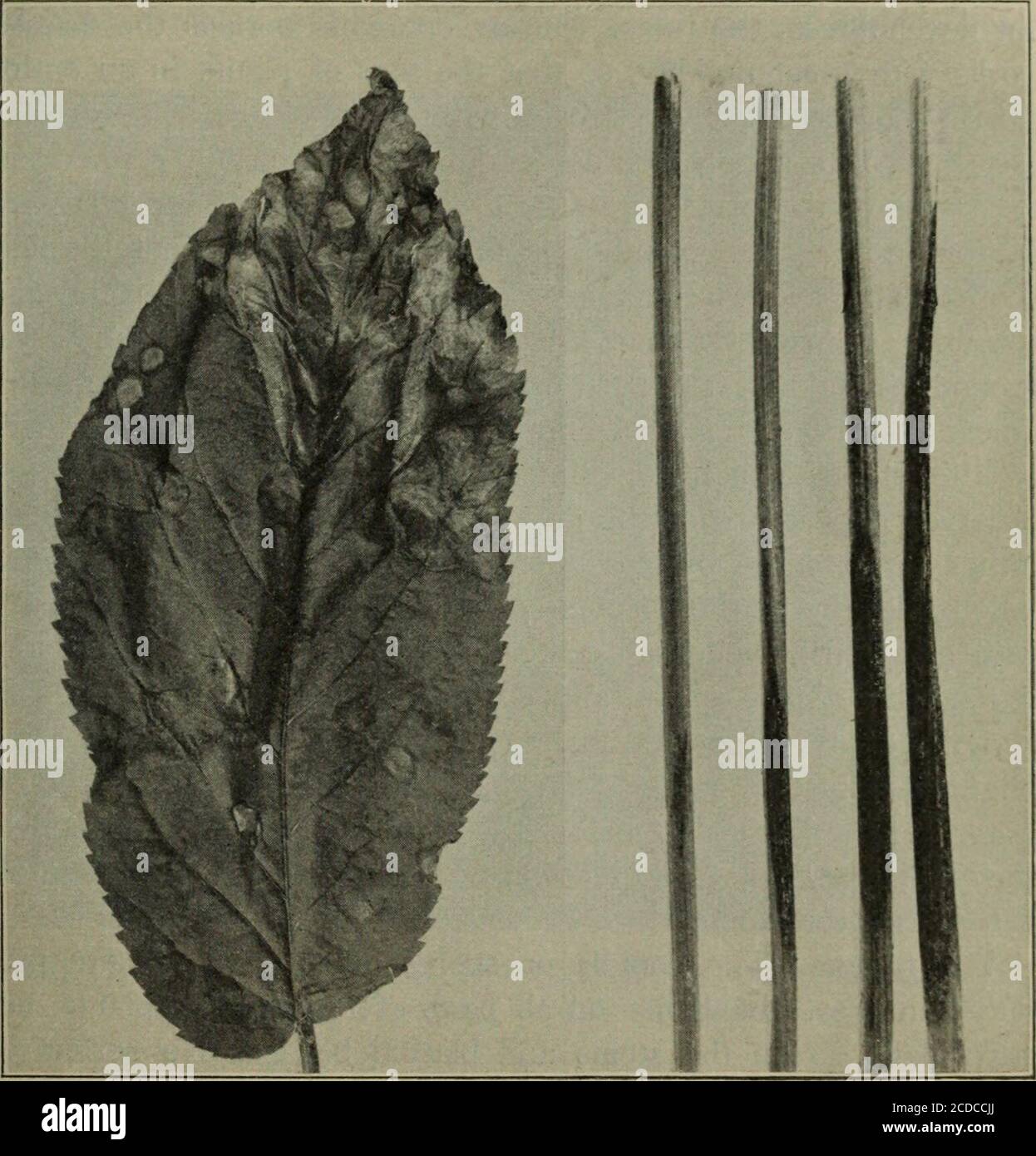 Saprophytes In Ponds